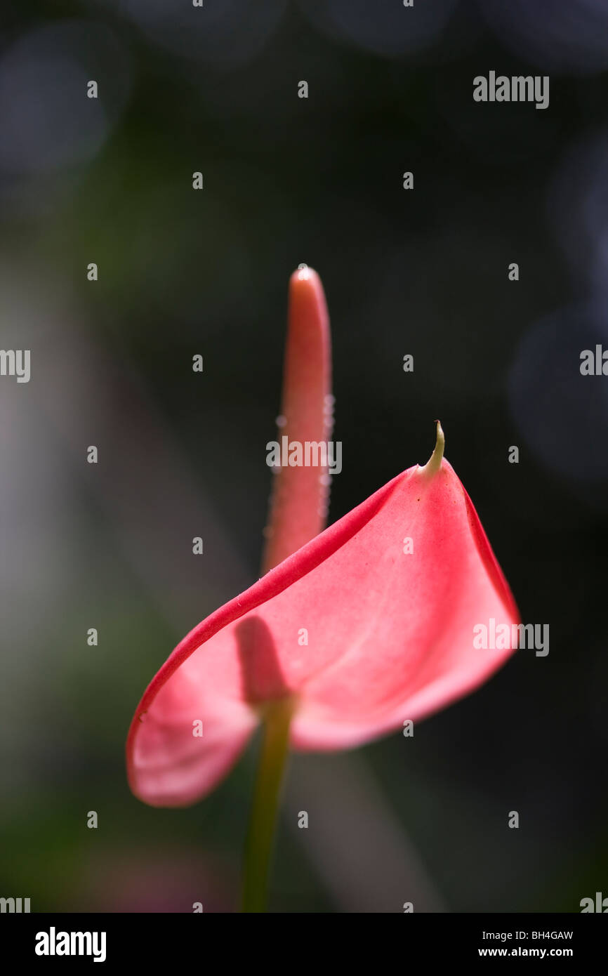 Flaming Flower '(Anthurium andraeanum) in bloom Stock Photo - Alamy