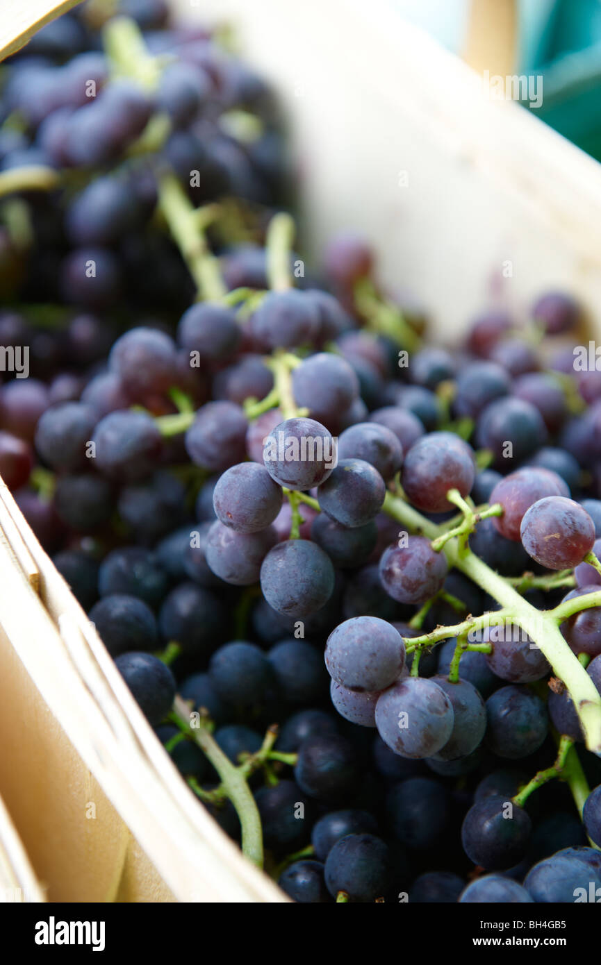 Ontario grapes hi-res stock photography and images - Alamy