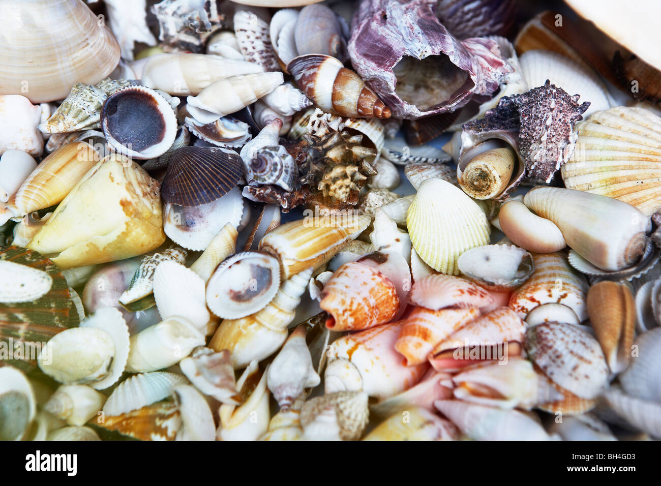 Sea Shells, St Ives, Cornwall, England Stock Photo - Alamy