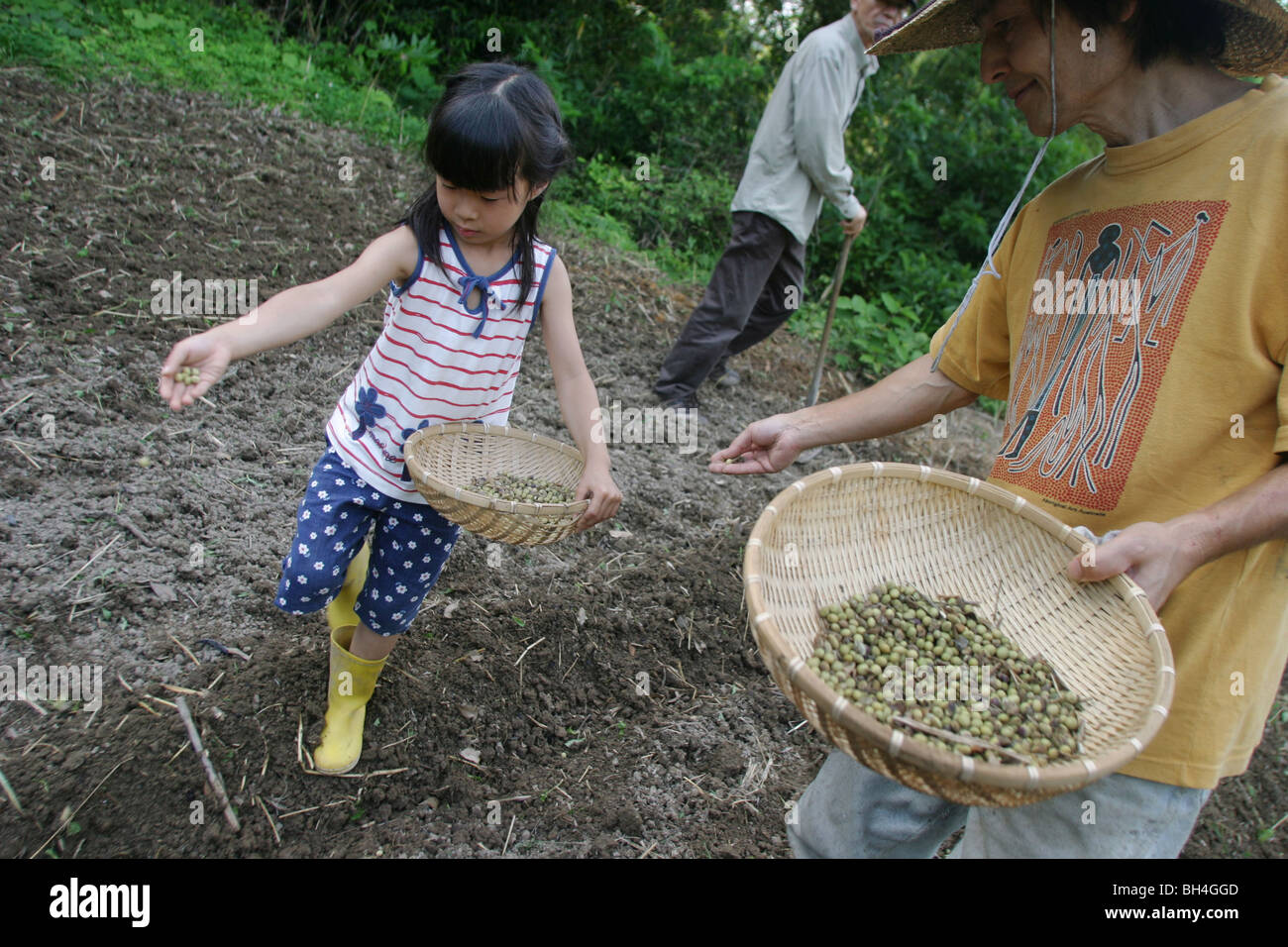 Sowing soya seeds in organic farm, Chiba, Japan Stock Photo - Alamy