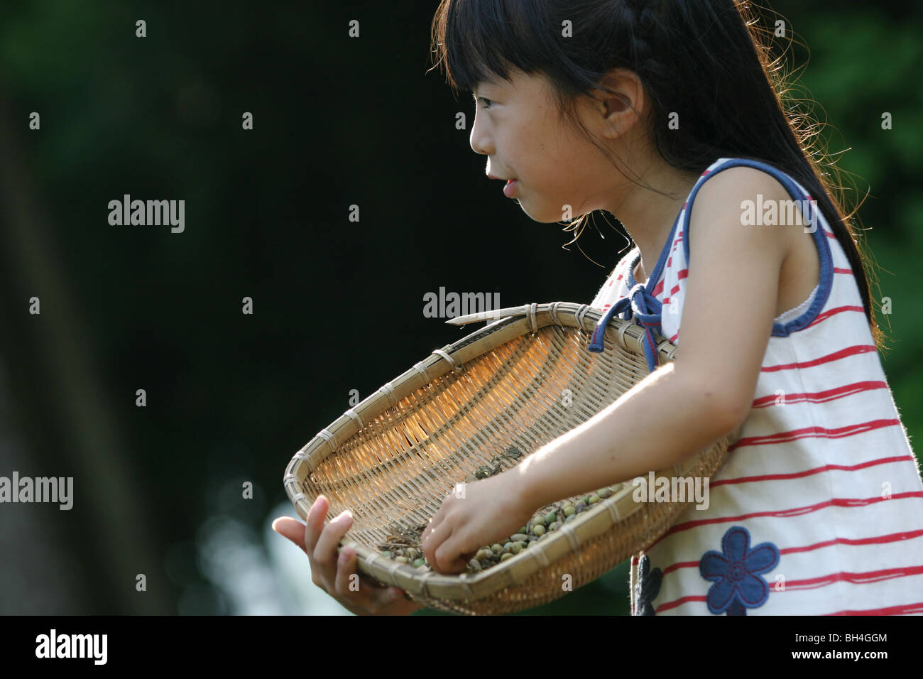 Japanese girl sowing soya seeds, farming in Chiba, Japan Stock Photo ...