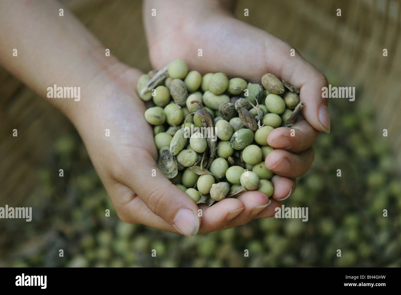 Sowing soya seeds in organic farm, Chiba, Japan Stock Photo - Alamy