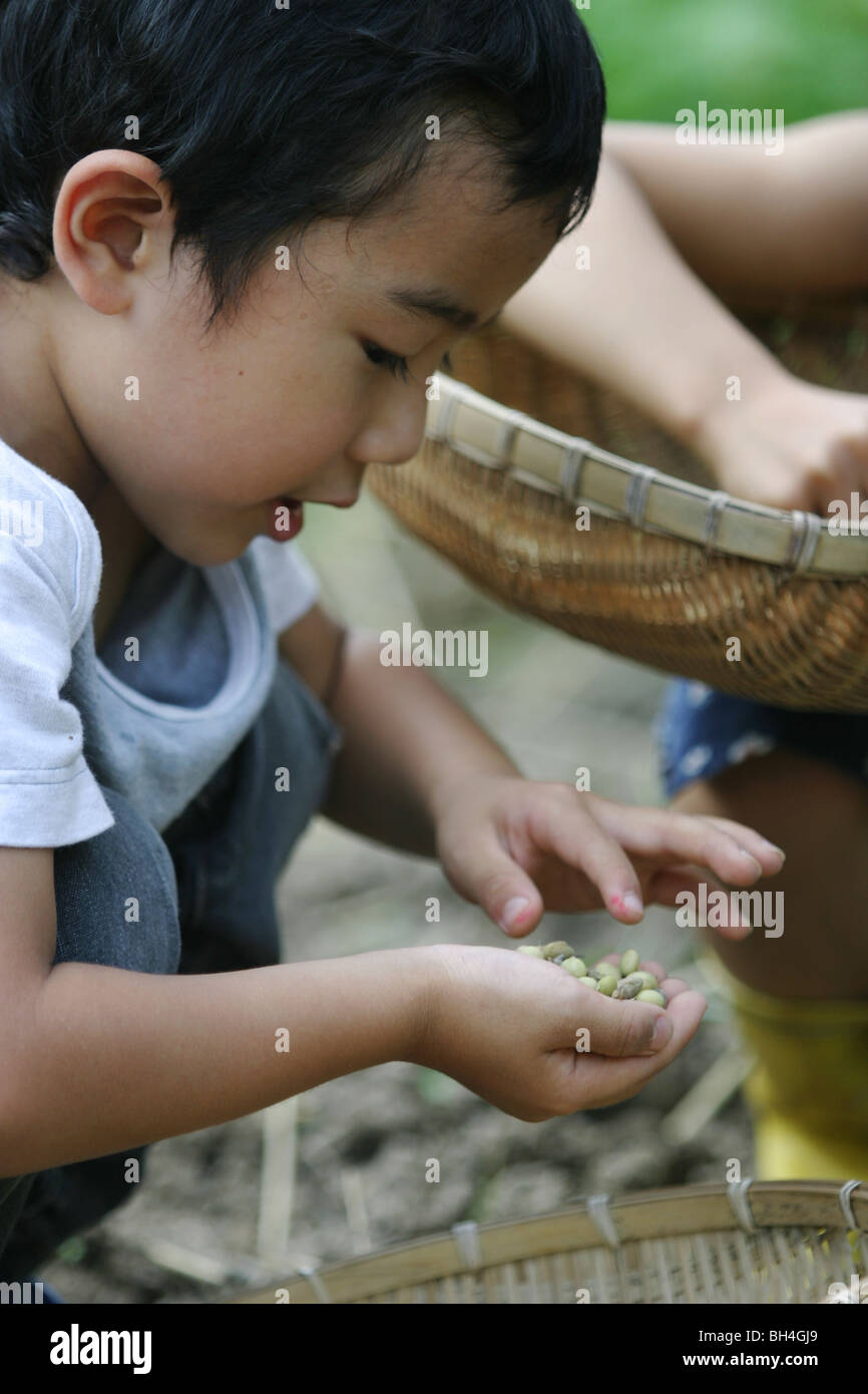 Sowing soya seeds in organic farm, Chiba, Japan Stock Photo - Alamy