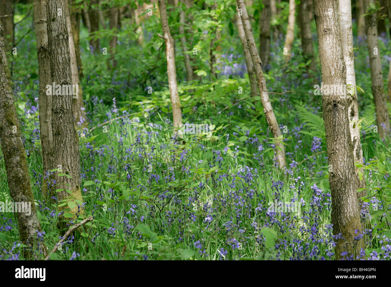France normandy forest hi-res stock photography and images - Alamy
