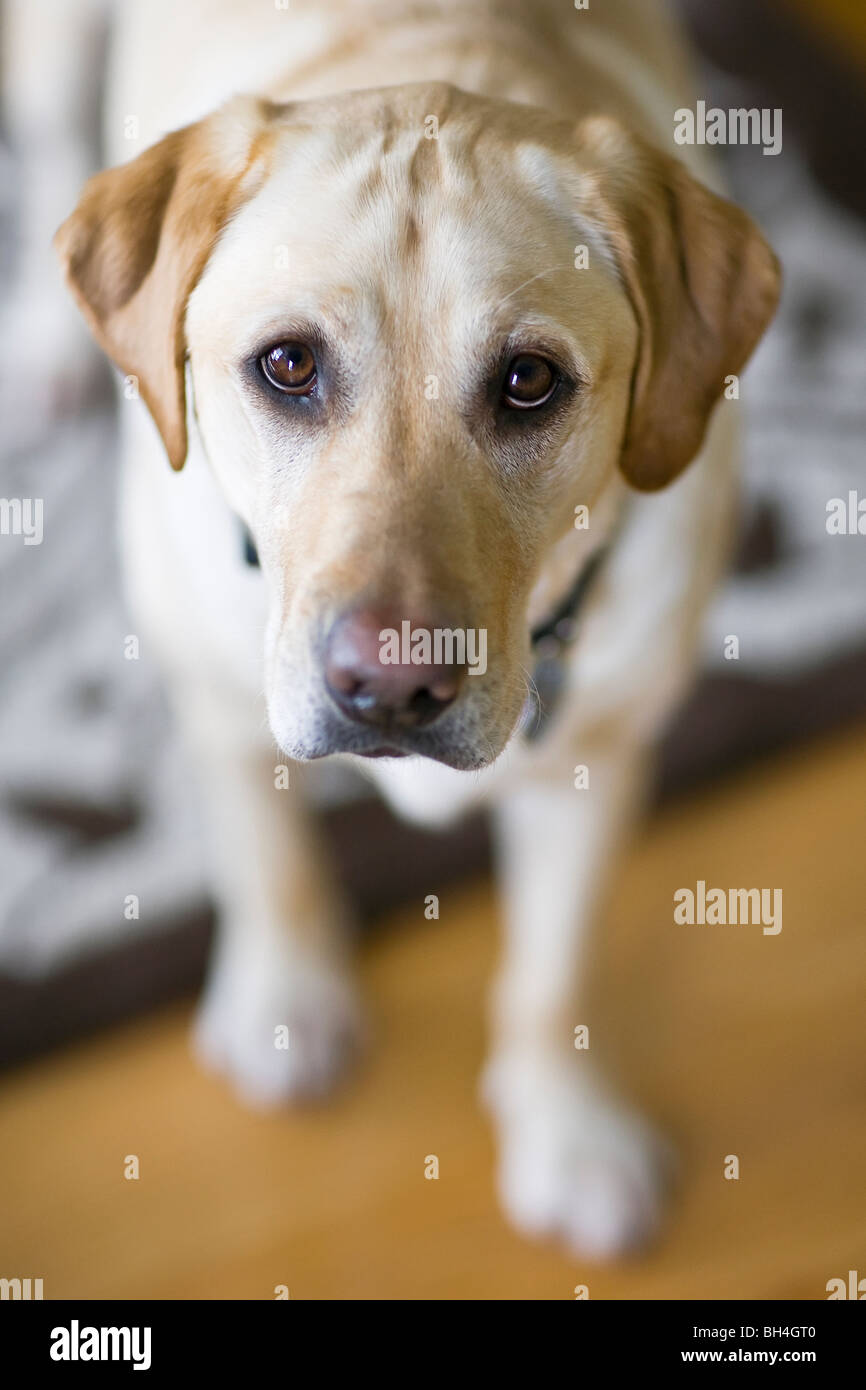 Yellow Labrador Retriever looking up at camera, Winnipeg, Manitoba ...