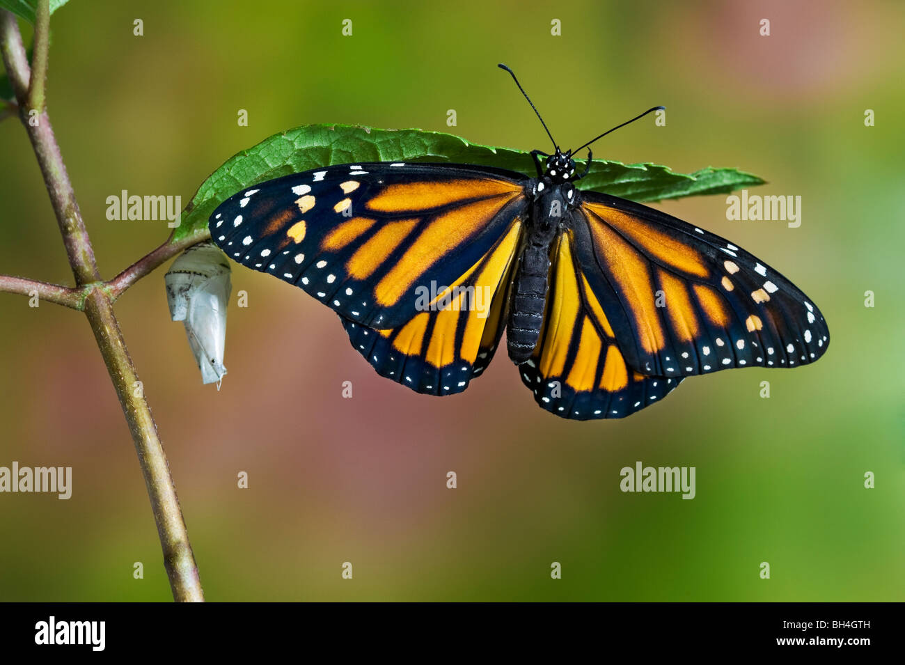 Monarch butterfly adult emerged from cocoon, on leaf beside empty ...