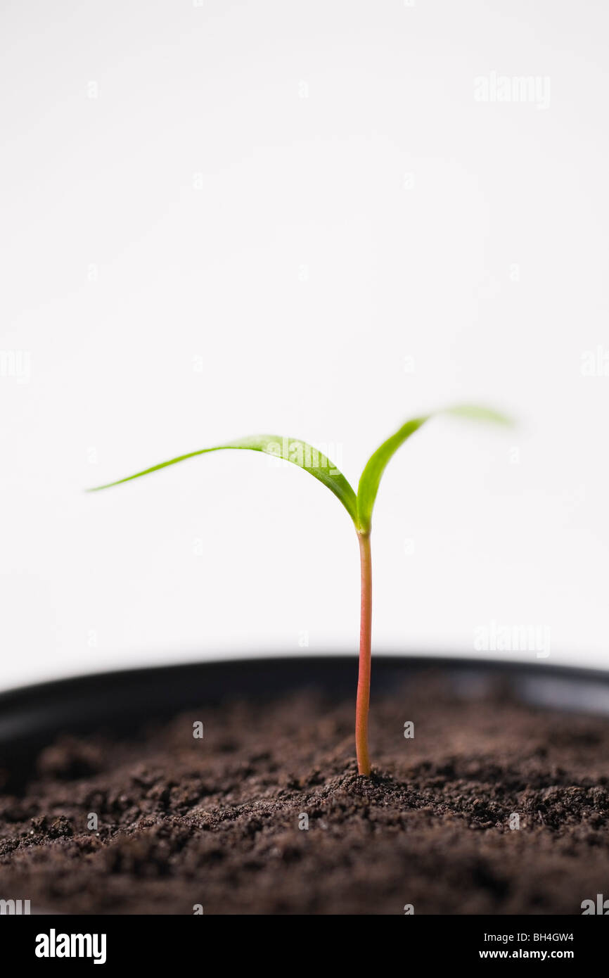 Seedling Sprout High Resolution Stock Photography and Images - Alamy