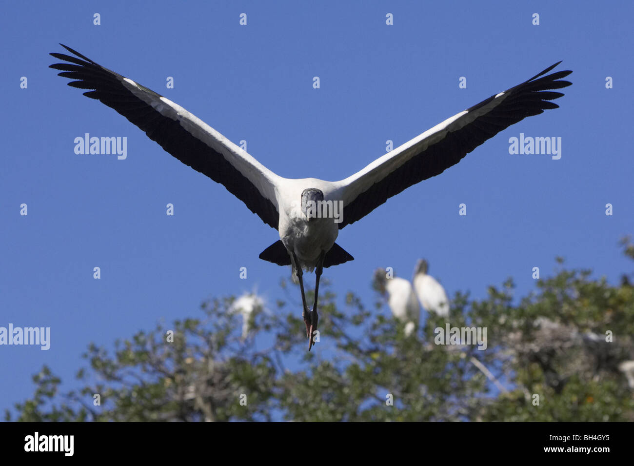 Stork nest farm hi-res stock photography and images - Alamy