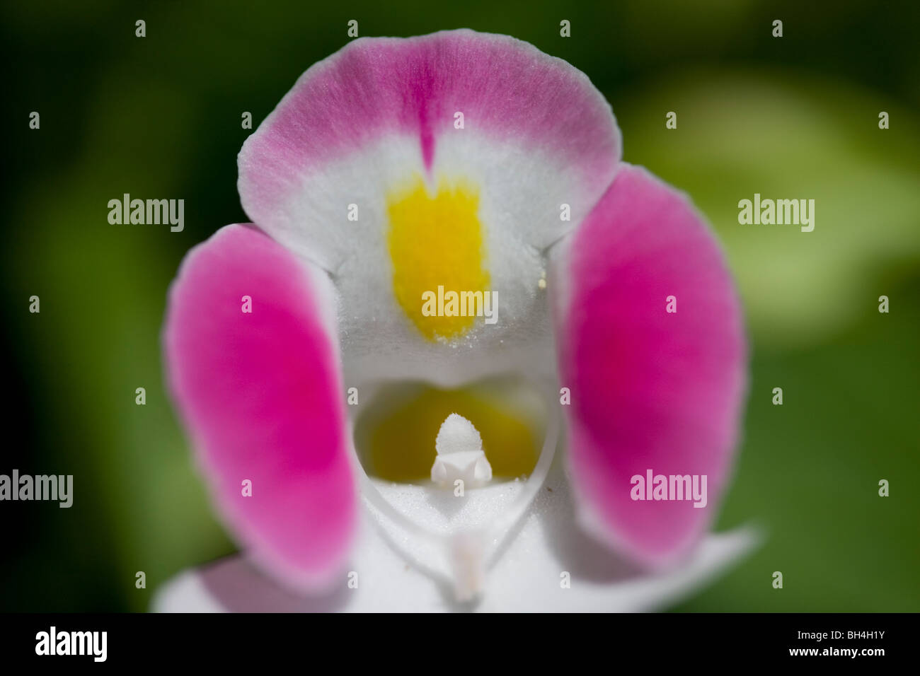 Wishbone flower (Torenia fournieri Stock Photo - Alamy