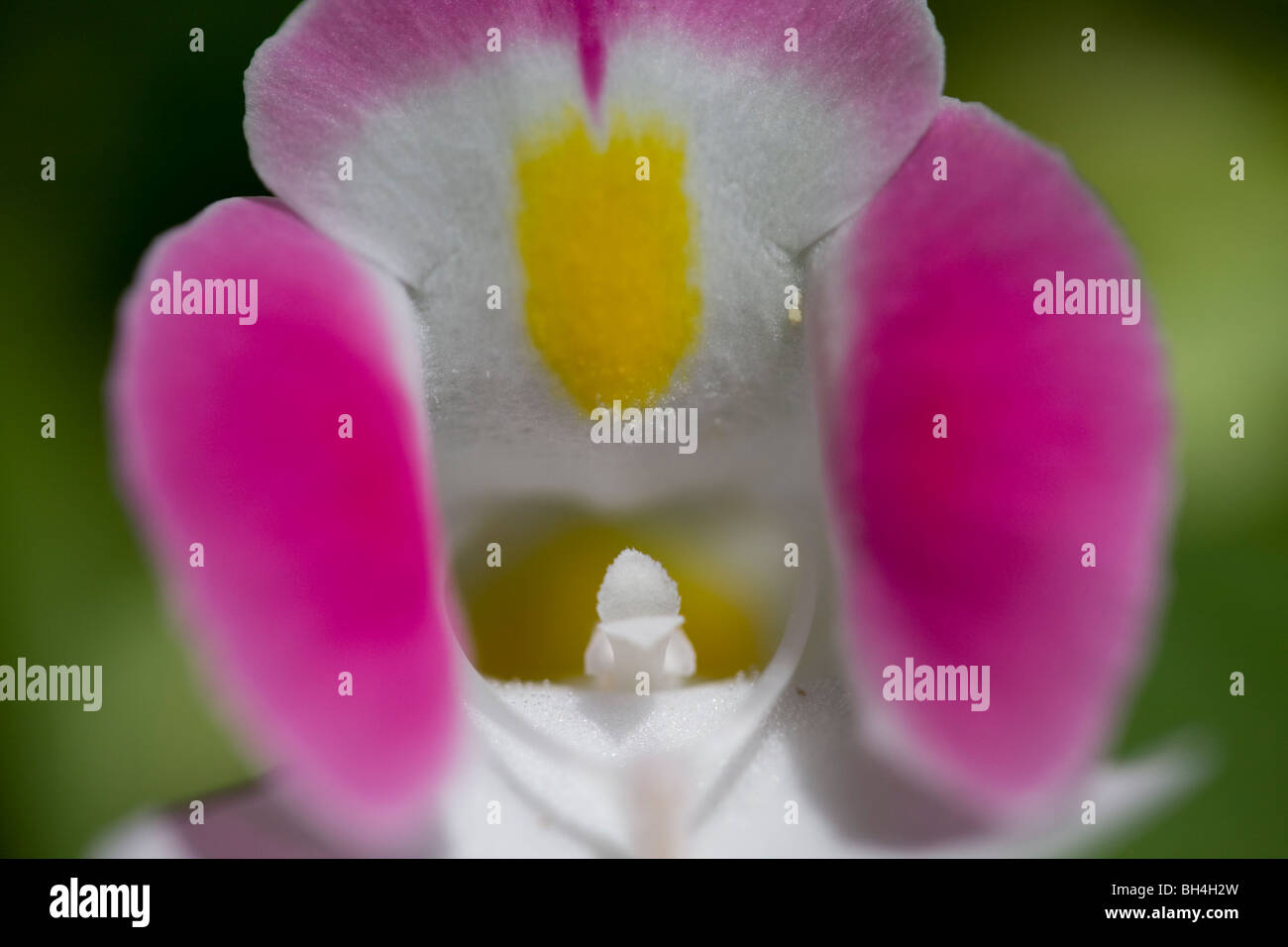 Wishbone flower (Torenia fournieri Stock Photo - Alamy