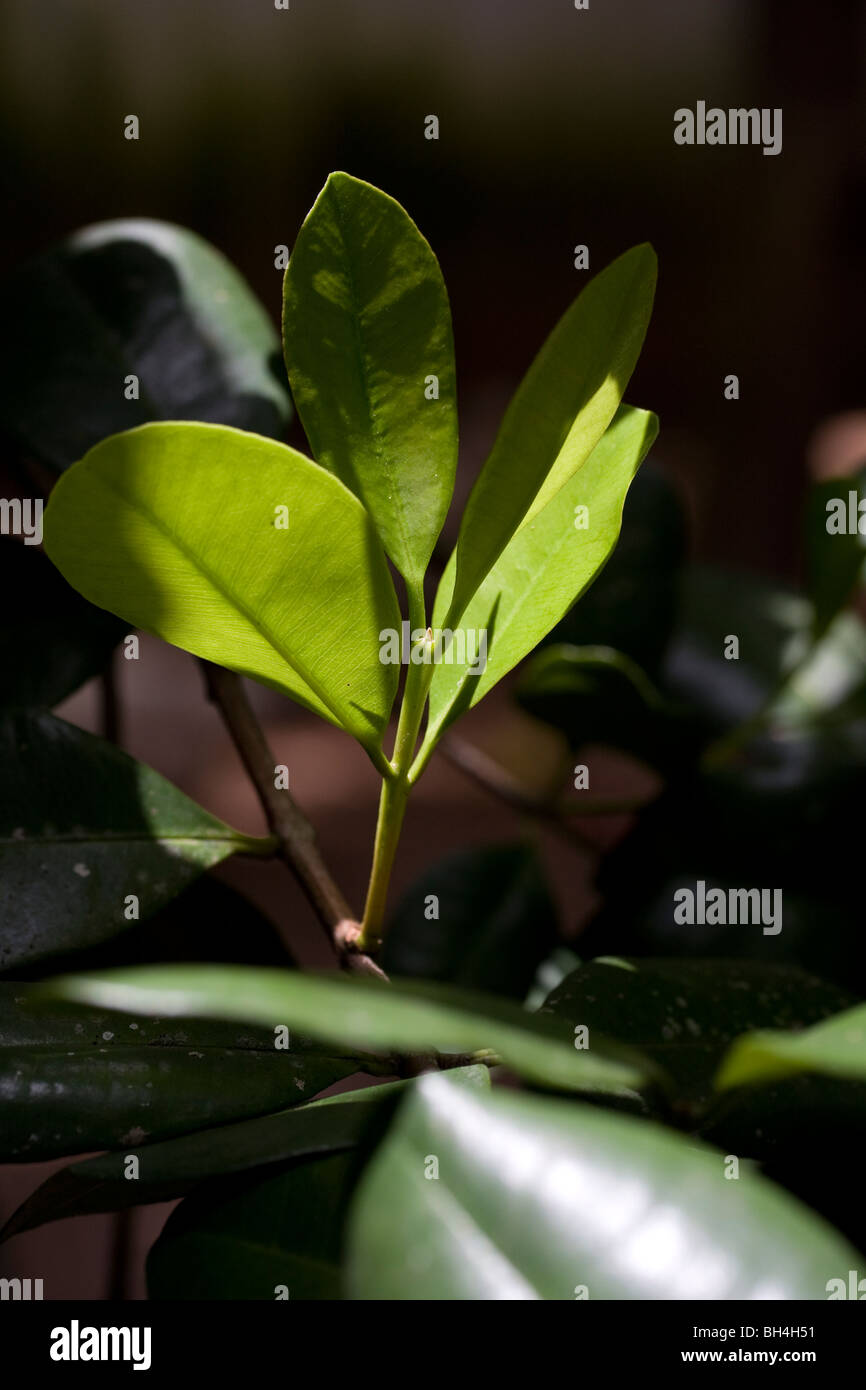 Allspice plant hi-res stock photography and images - Alamy