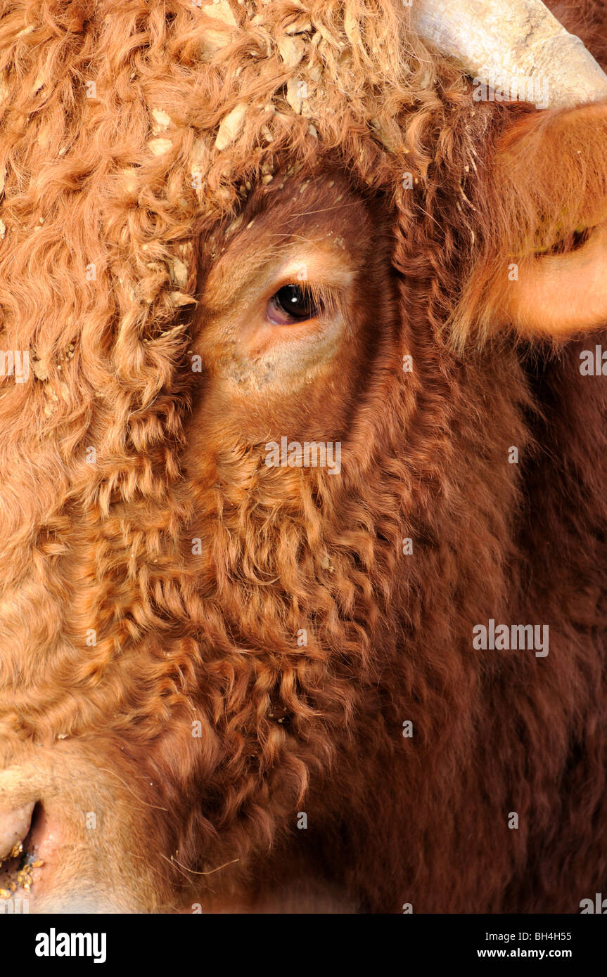 Cows head hi-res stock photography and images - Alamy