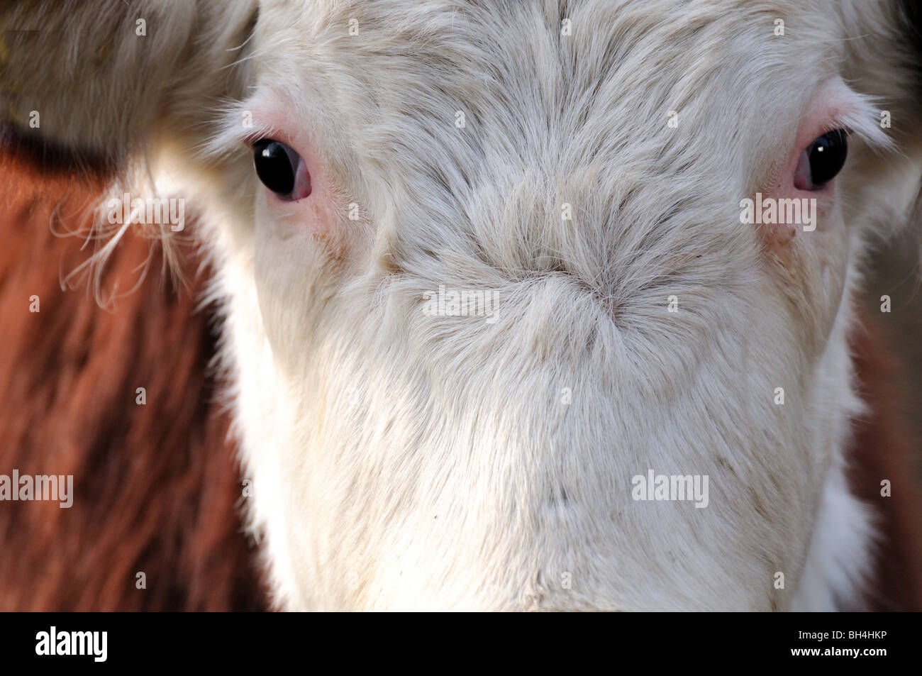 Cows Head High Resolution Stock Photography and Images - Alamy