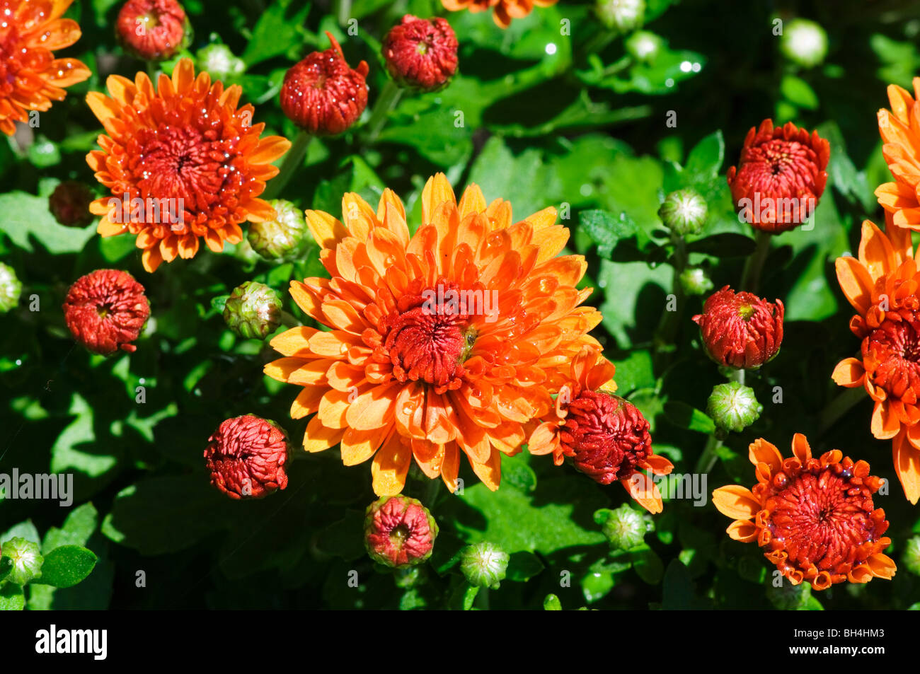 Red and orange mums hi-res stock photography and images - Alamy