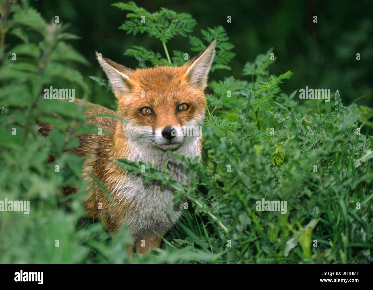 Adult fox (Vulpes vulpes) peering through foliage Stock Photo - Alamy