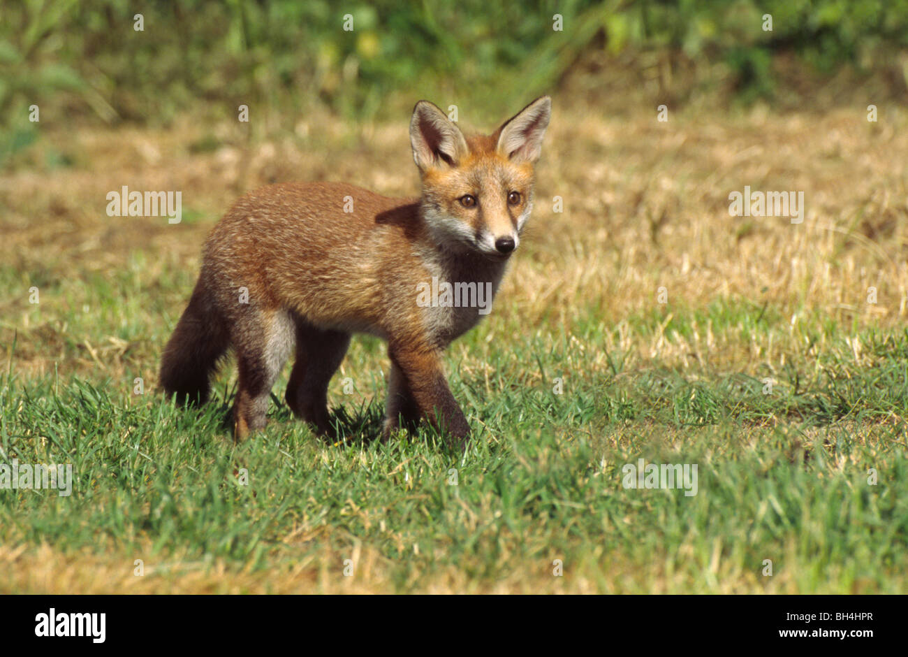 Young fox cub (vulpes vulpes) walking across an open field Stock Photo ...