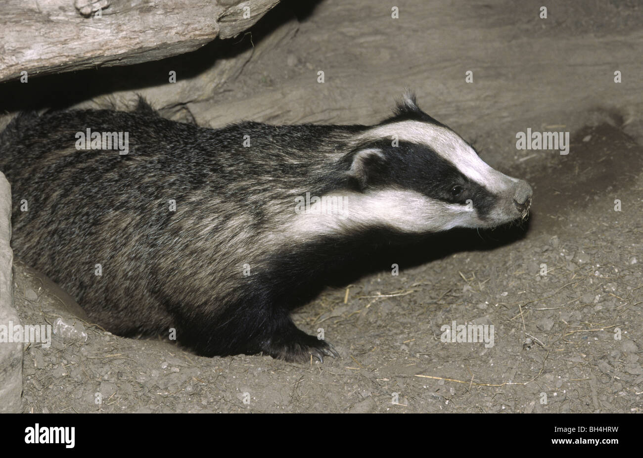 Adult male badger (Meles meles) emerging from sett Stock Photo - Alamy