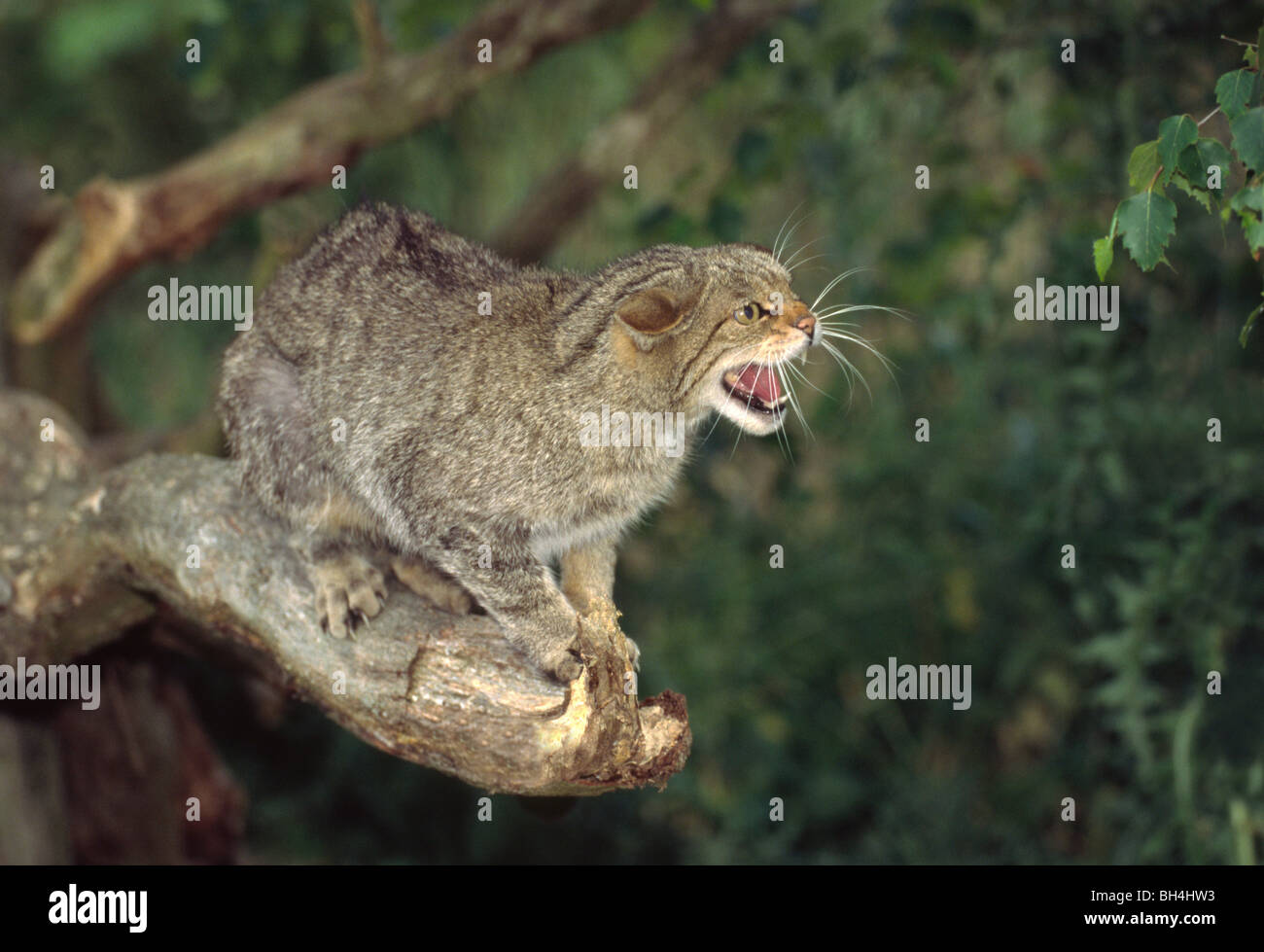 Adult female Scottish wildcat (Felis sylvestris) sitting on branch with ...