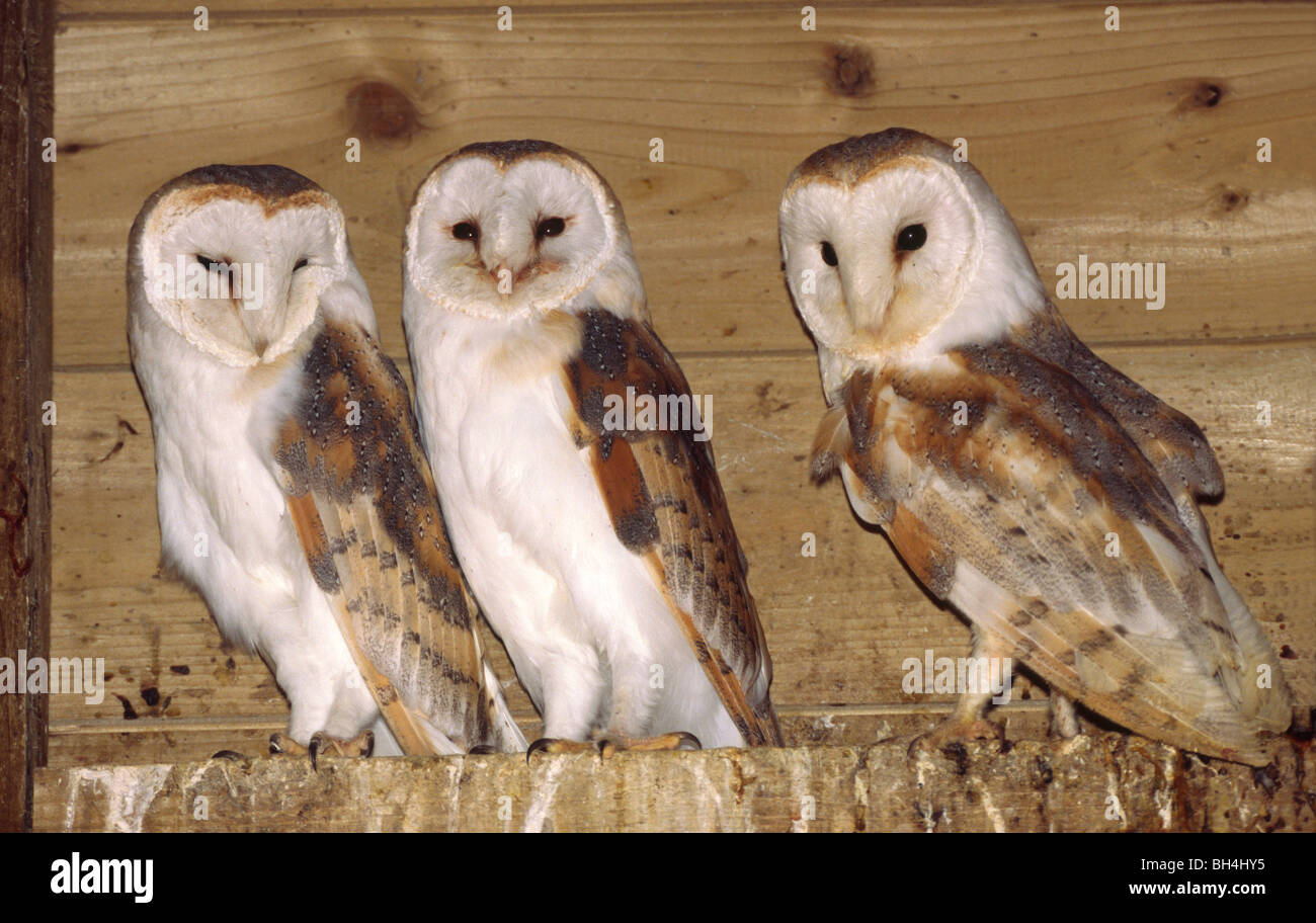 Adult barn owls (Tyto alba) roosting in old barn Stock Photo - Alamy