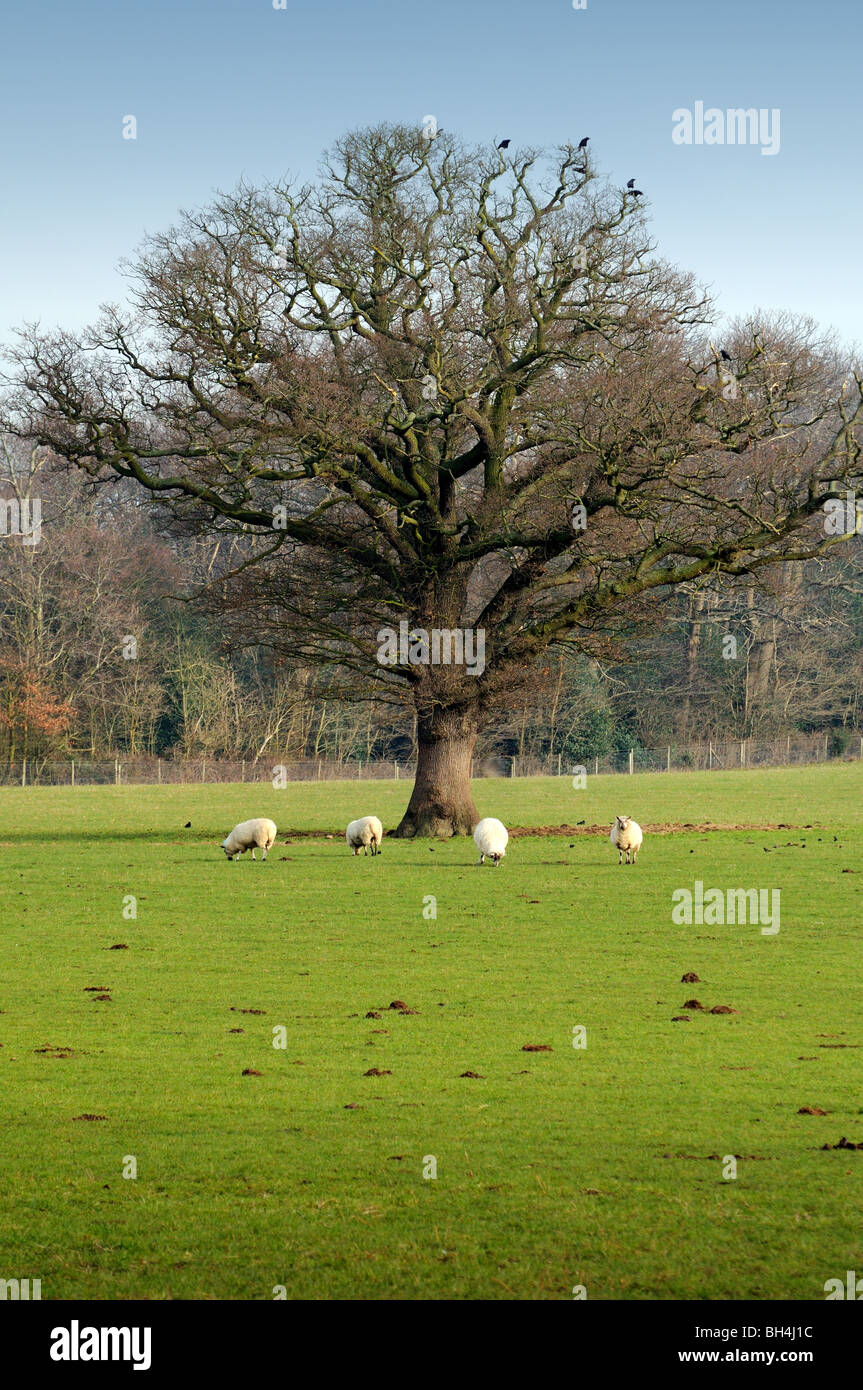 Sheep grazing under tree Stock Photo - Alamy