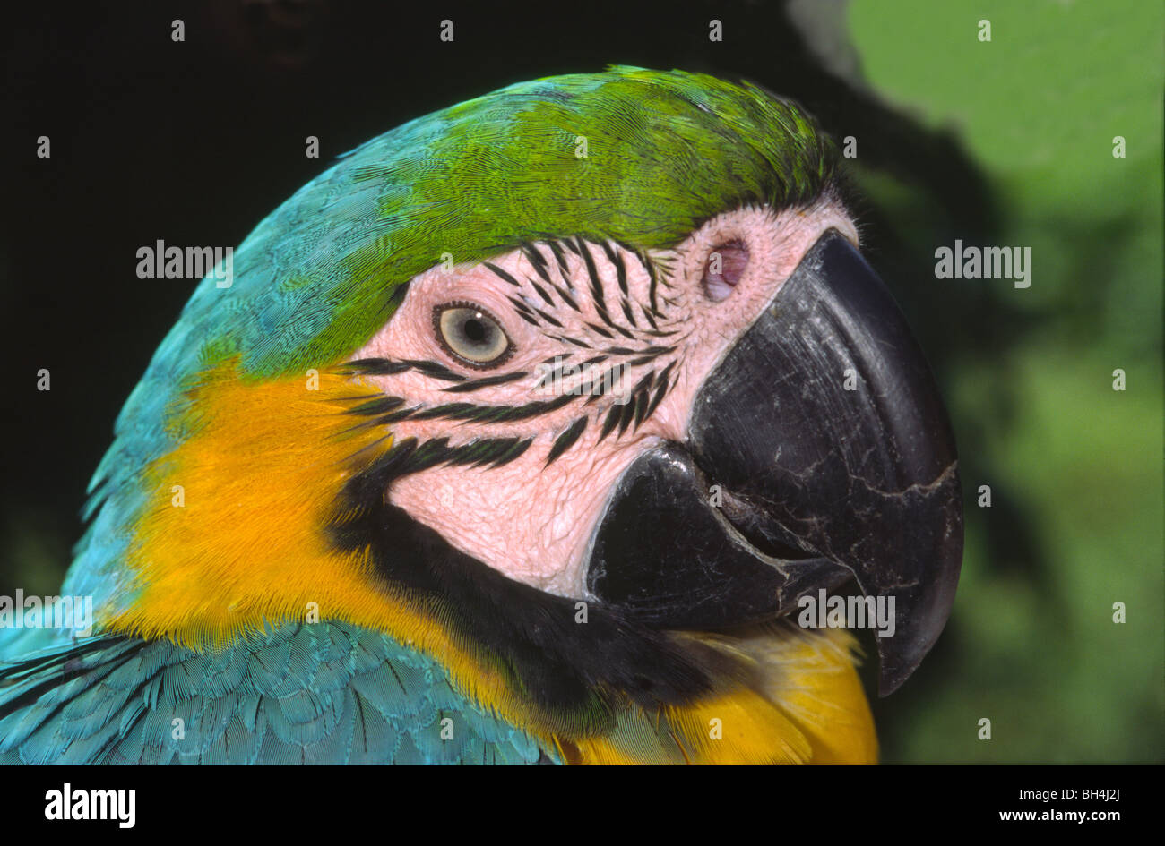 Close up of blue and yellow macaw (Ara ararauna) head and beak in an ornimental garden in ...