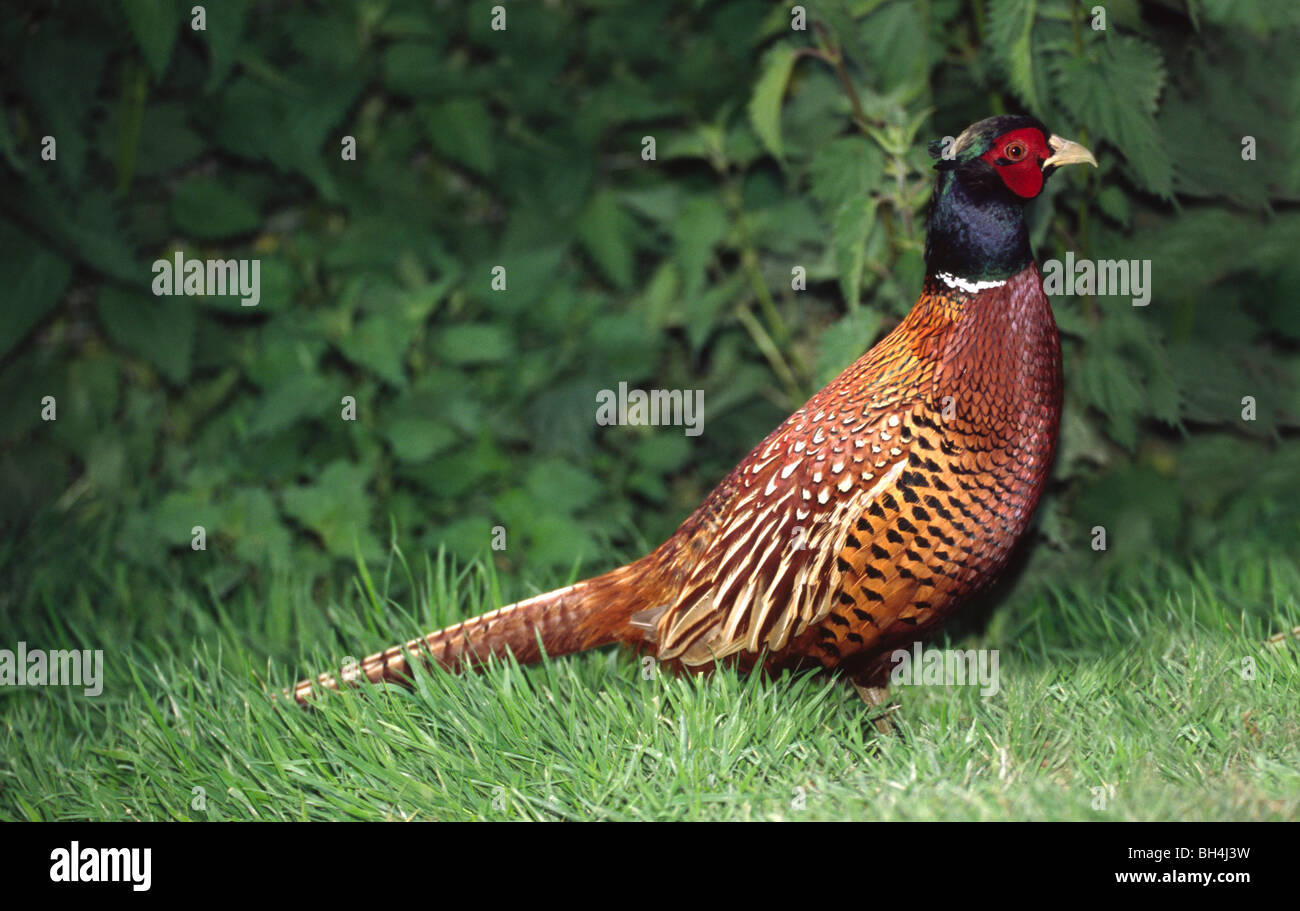 Adult male pheasant (Phasianus colchicus) in the corner of a field ...