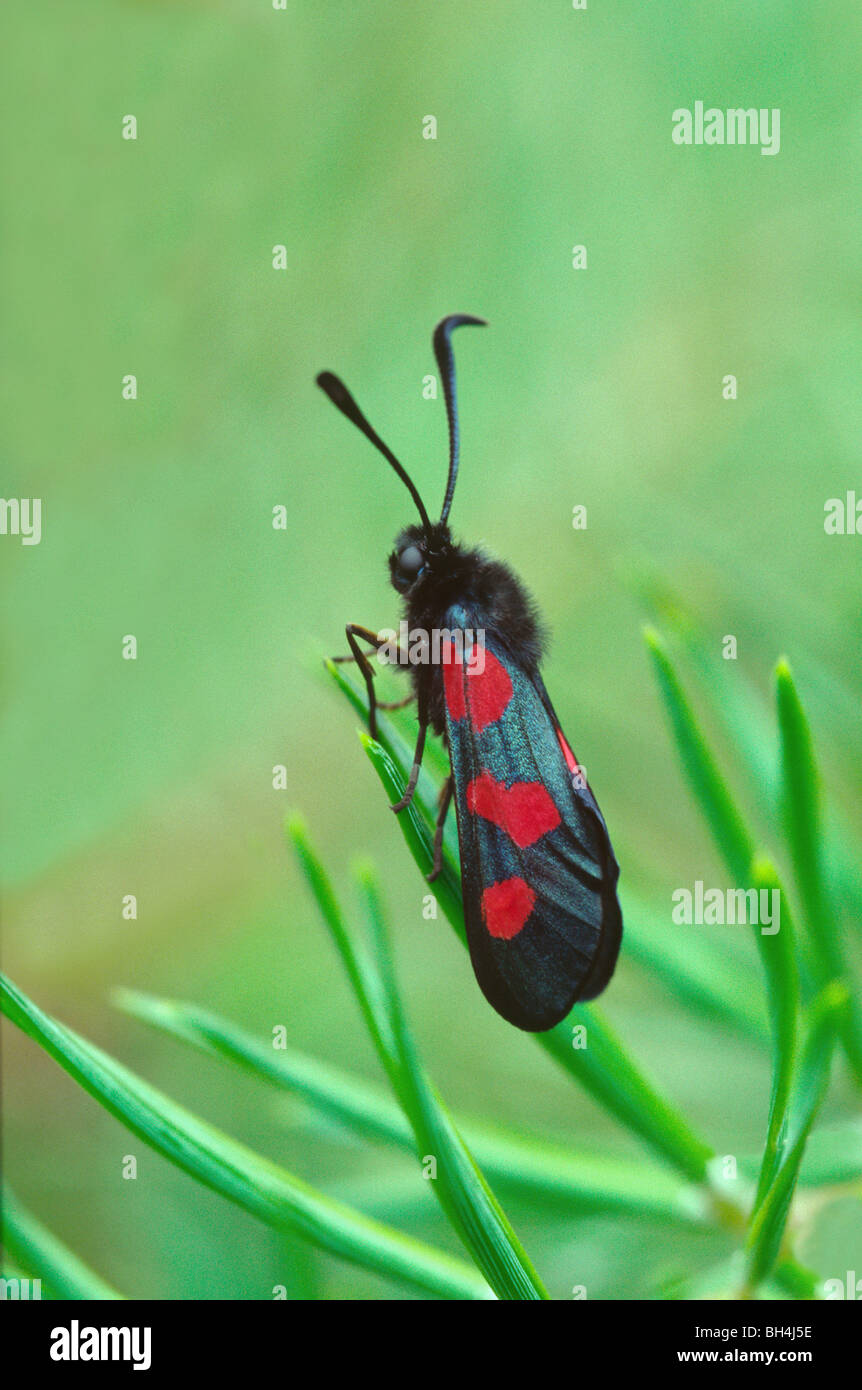 Close up of five-spot burnet moth (Zygaena trifolii palustrella ...