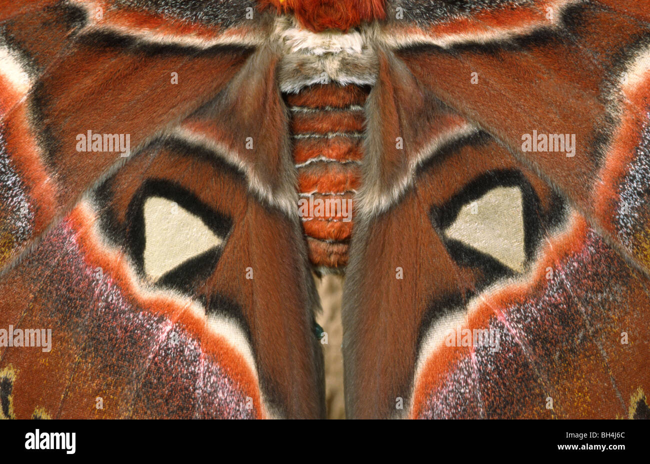 Macro abstract composition of the wing markings of a male giant atlas ...
