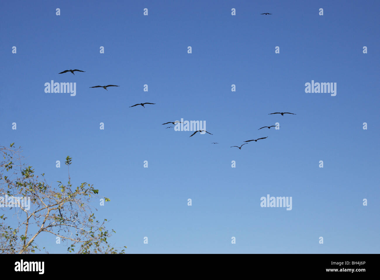 Flock of brown pelicans (Pelecanus occidentalis) in flight Stock Photo ...