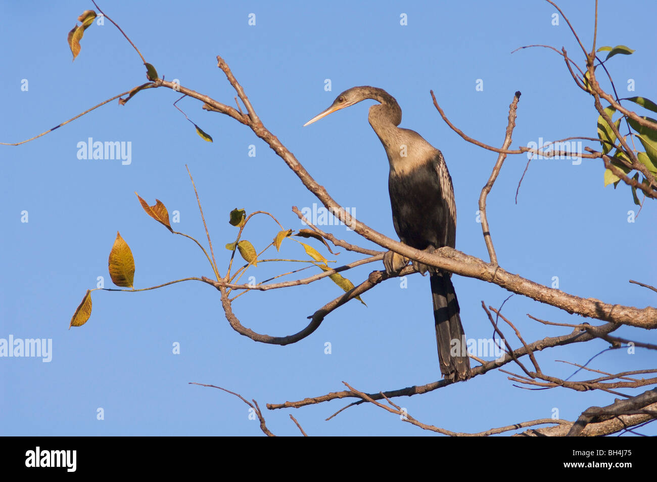 Female anhinga (Anhinga anhinga) perched in a tree Stock Photo - Alamy