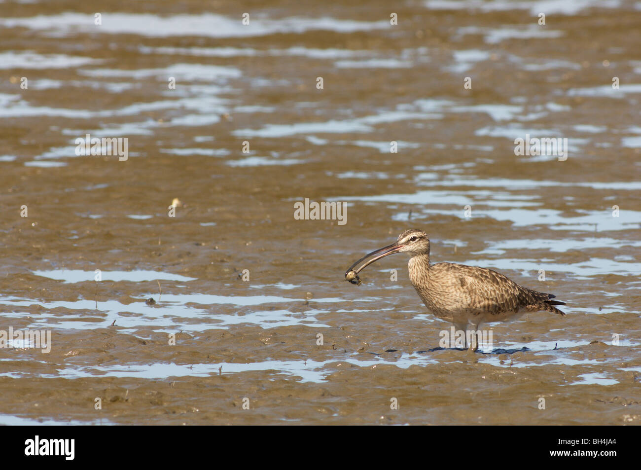 Whimbrel (Numenius phaeopus) with crab prey Stock Photo - Alamy