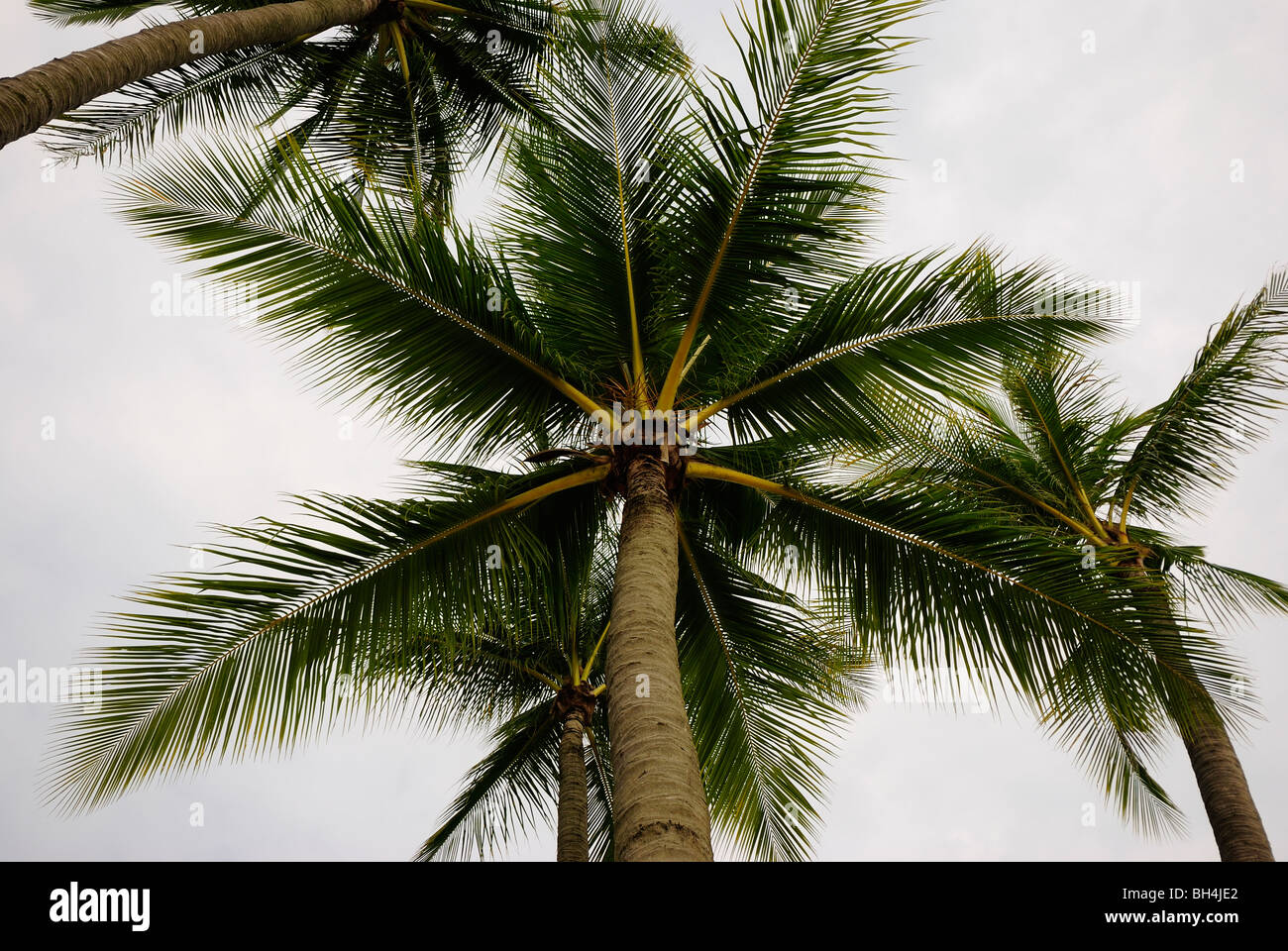 Palm Star Tree Stock Photo - Alamy