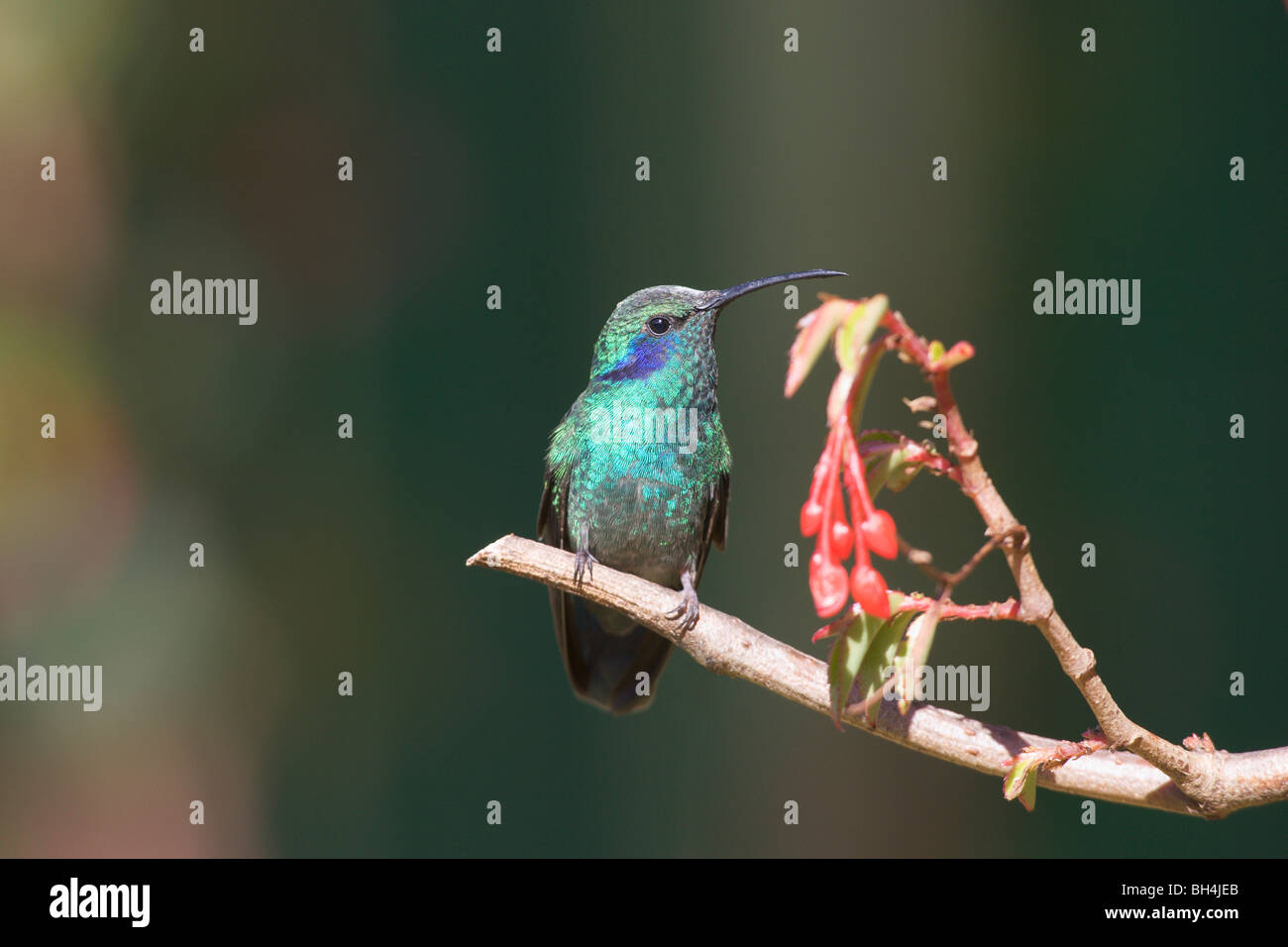 Natural history of the colibri hi-res stock photography and images - Alamy