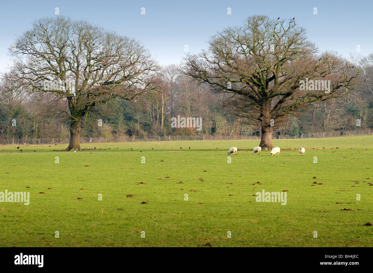 Sheep grazing under tree Stock Photo - Alamy