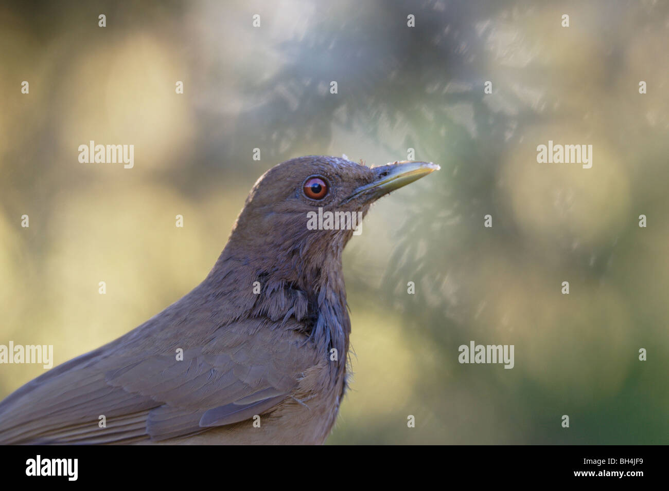 Close-up of a clay-colored robin (Turdus grayi Stock Photo - Alamy