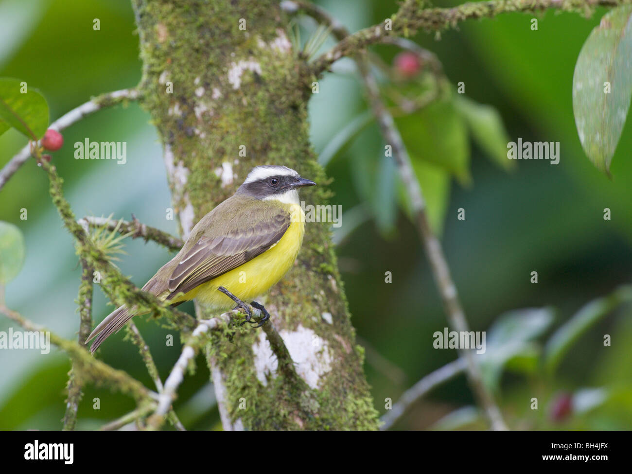 Social flycatcher (Myiozetes similis) in a tree with red berries Stock ...