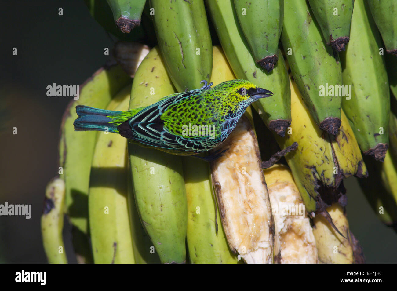 Tangara guttata hi-res stock photography and images - Alamy