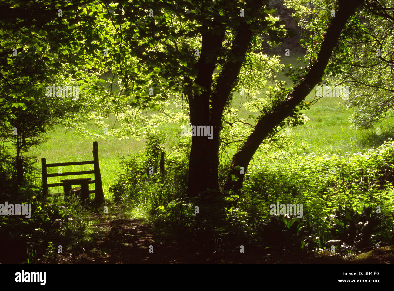 A wide-angle view of a scenic woodland silhouette in Gower Stock Photo ...