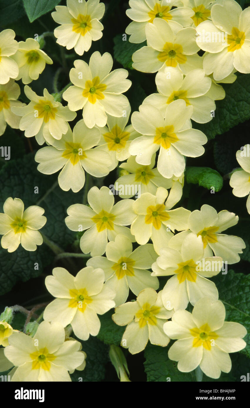 A large group of primrose (Primula vulgaris) growing in a hedgerow in ...