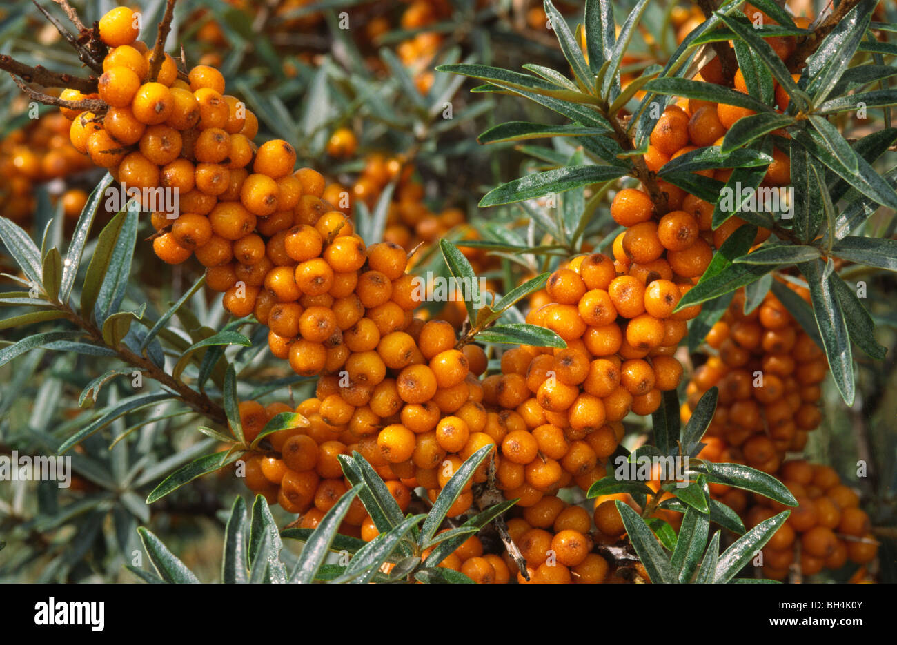 Hippophae rhamnoides flower hi-res stock photography and images - Alamy