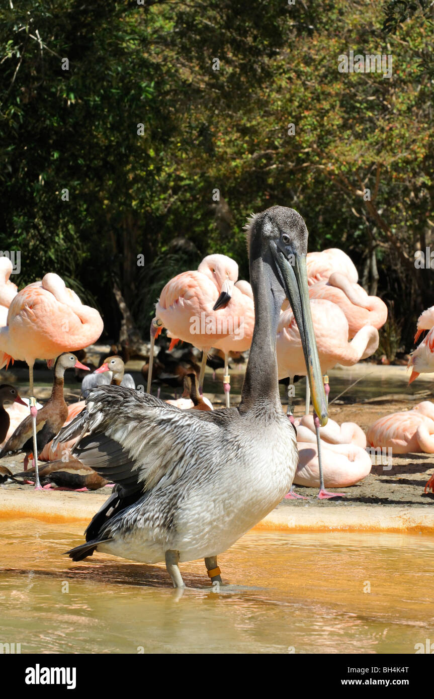 Pelican and flamingos Stock Photo - Alamy
