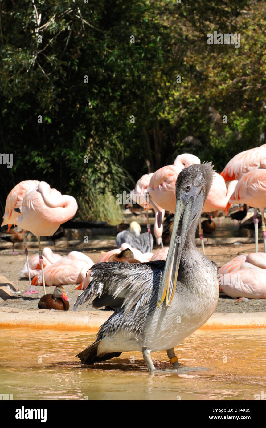 Pelican and flamingos Stock Photo - Alamy
