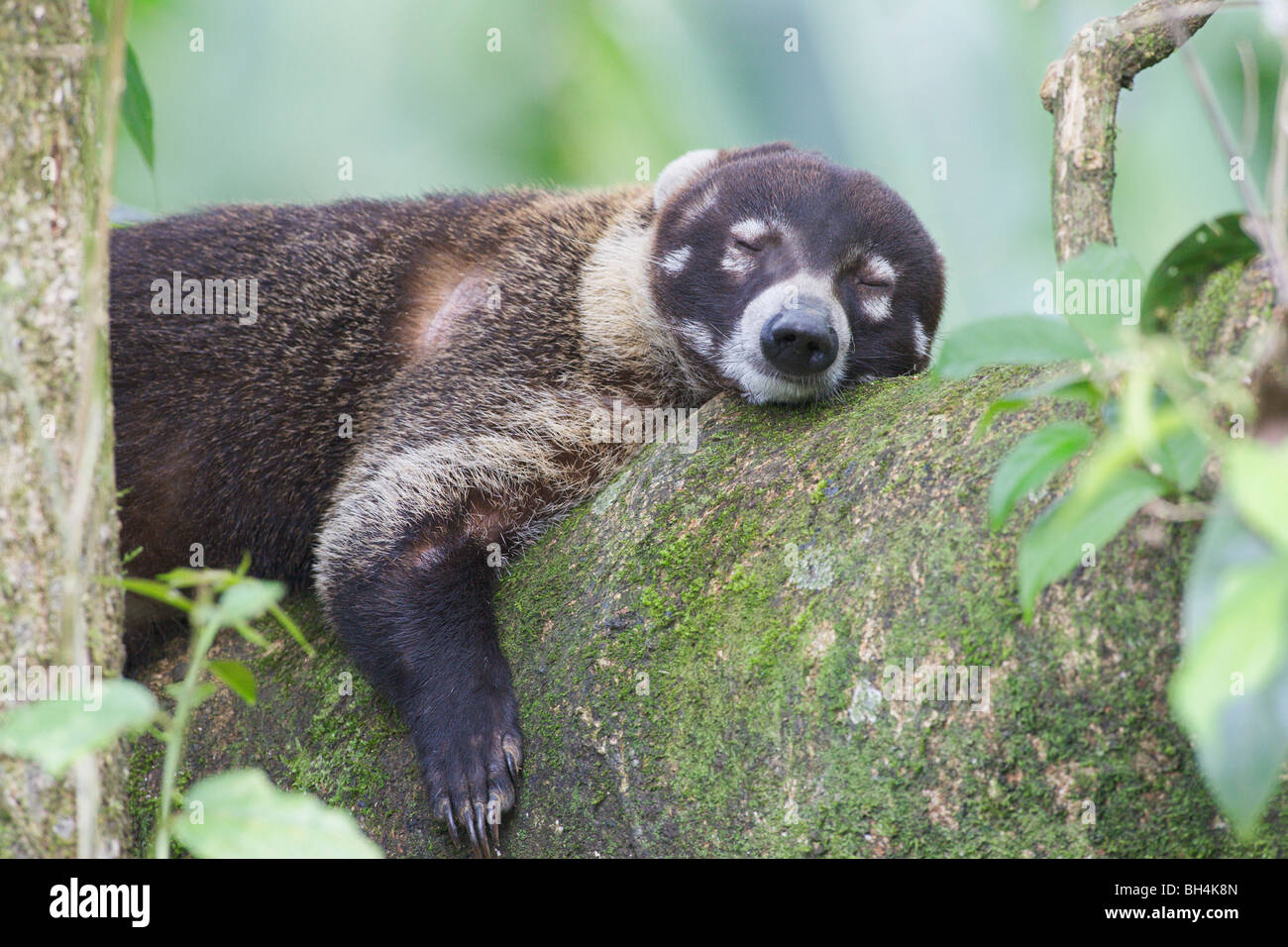 White-nosed coati (Nasua narica) sleeping on a branch Stock Photo - Alamy
