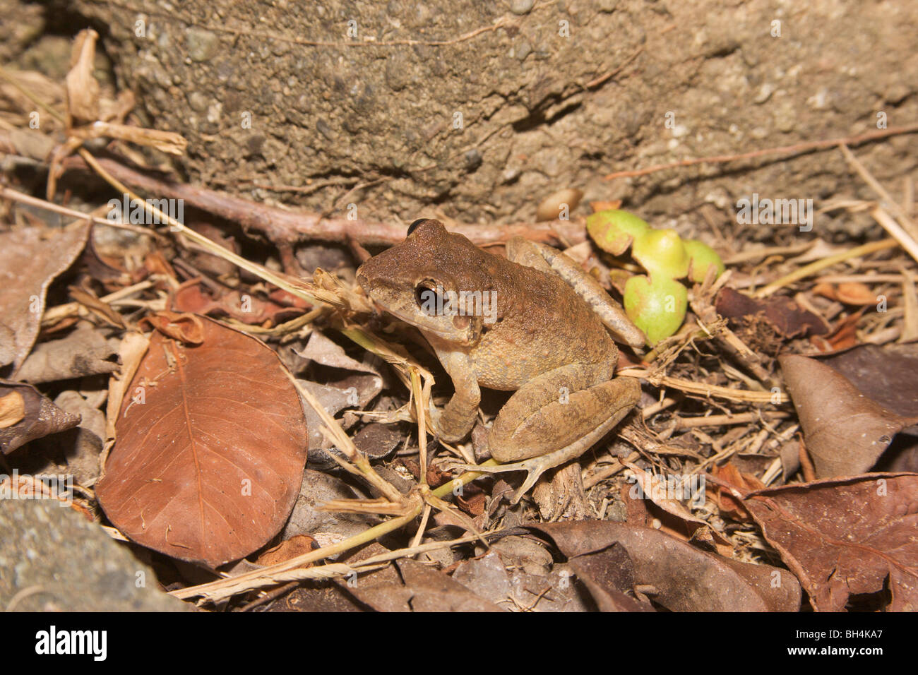 Olive tree frog hi-res stock photography and images - Alamy