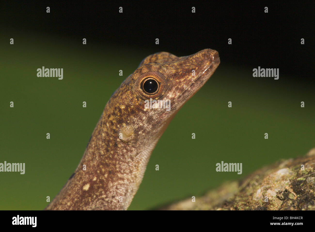 Golfo dulce anole norops hi-res stock photography and images - Alamy