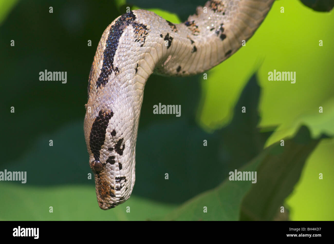 Common boa (Boa constrictor) close-up of head in profile Stock Photo ...