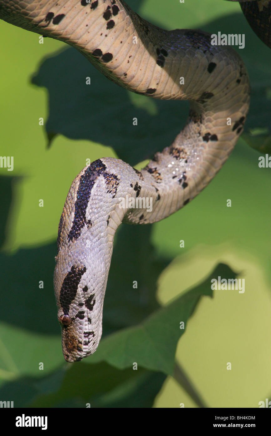 Common boa (Boa constrictor) close-up of head and front of body Stock ...