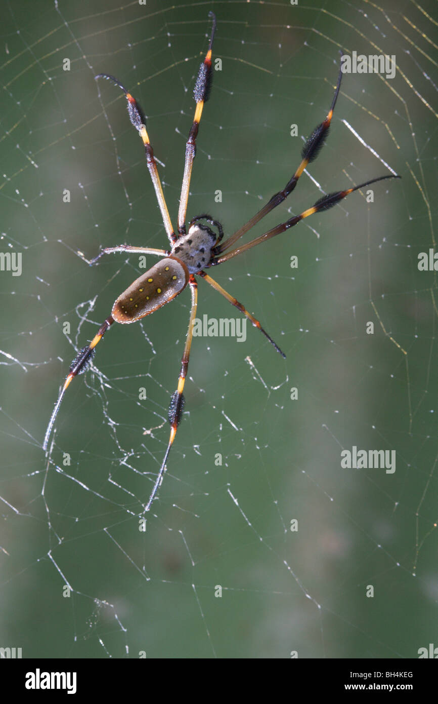 Nephila Komaci Spider