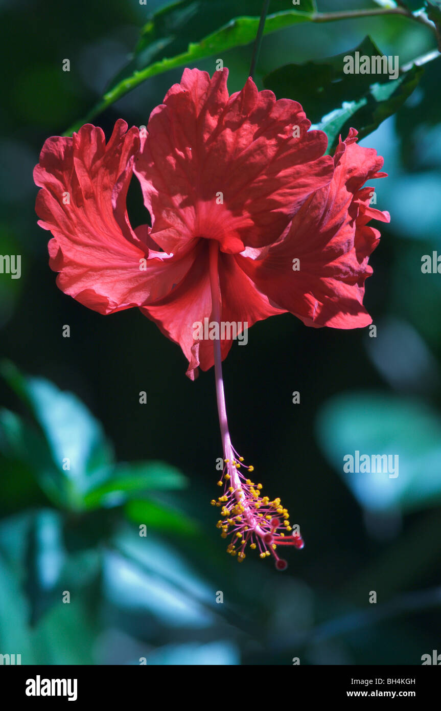 Red hibiscus flower Stock Photo - Alamy