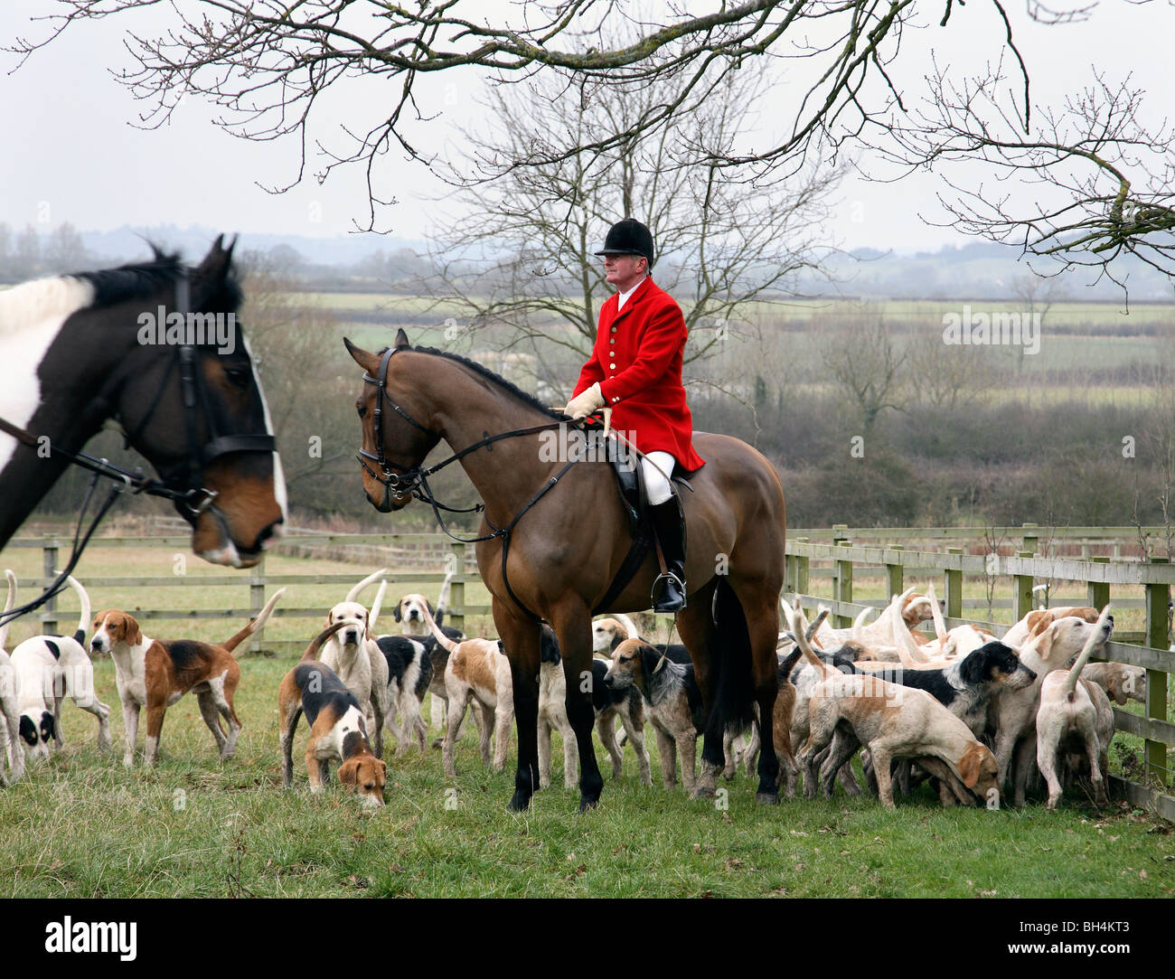 master of the hounds Stock Photo - Alamy